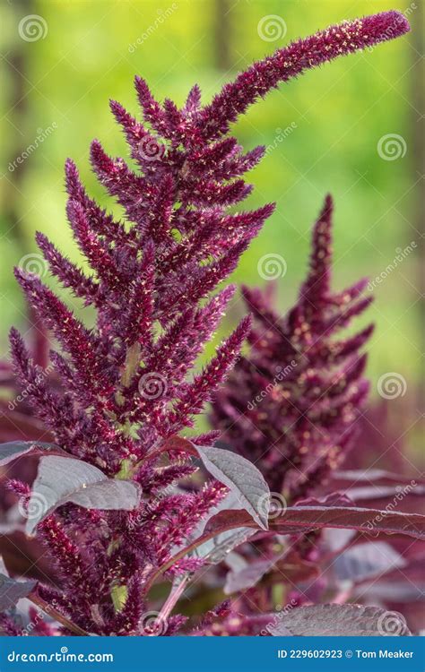 Prince Of Wales Feather Amaranthus Hypochondriacus Plant Stock Image Image Of Grain Flowers