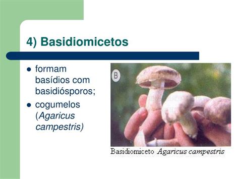 Ppt Reino Fungi Powerpoint Presentation Id 3550549