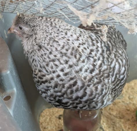 Scots Dumpy Pottstown Poultry