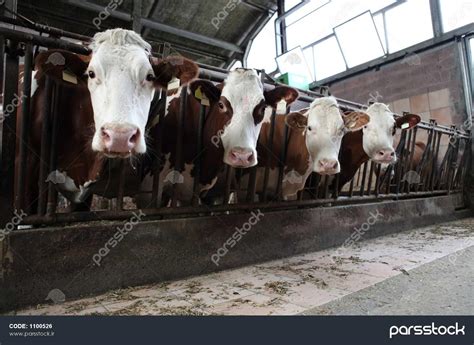 مزرعه گاو 1100526