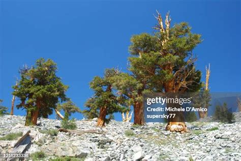 Foxtail Pines Photos And Premium High Res Pictures Getty Images