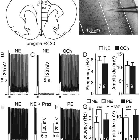 NE Induces Persistent Firing In Pyramidal Neurons Of Prefrontal Cortex Download Scientific