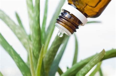 Os 10 Melhores óleos Para Massagens 10 Passos