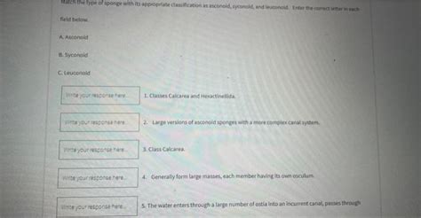Solved Match The Type Of Sponge With Its Appropriate