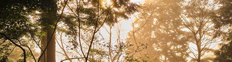 Carbon Offsetting Compensate Your Carbon Footprint