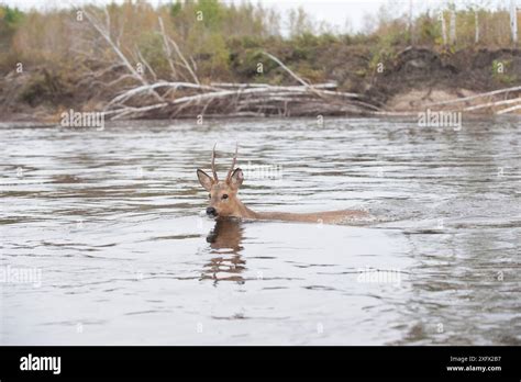 Siberian Roe Deer Capreolus Pygargus Buck Swimming Across Water Amur