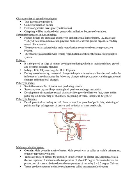 Understanding Human Sexual Reproduction Pdf Testicle Reproductive