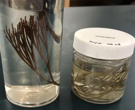 Station 16 Division Pterophyta Psilophyta Whisk Ferns Flashcards