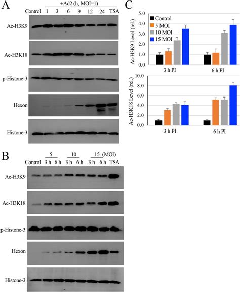 Histone Deacetylase Inhibitors Promote Latent Adenovirus Reactivation From Tonsillectomy