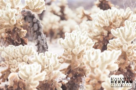Joshua Tree Behance