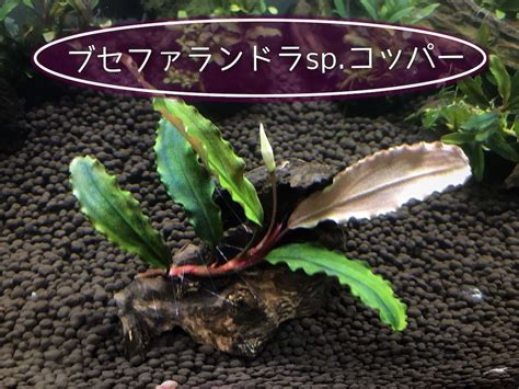 ブセファランドラsp コッパーの育て方・株分け・活着方法 たなごgo！