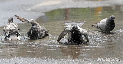 비둘기 먹이주기 금지 조례로 가능곰 사육 웅담 섭취 불가