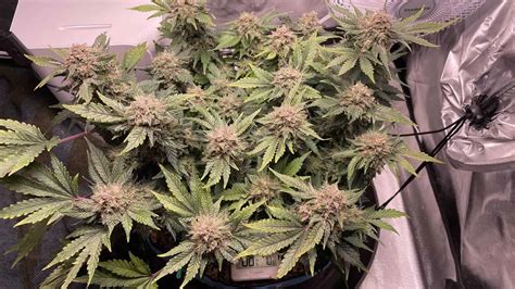 Opinions On Possible Yield Plant Pictures Percys Grow Room Cannabis Growers Forum