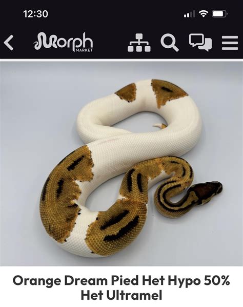 How Do Breeders Id Morphs On High White Pieds R Ballpythonmorph