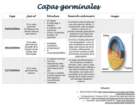 Capas Germinales Sistema Nervioso Capas Germinales Bibliografía