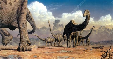 Sauropod Dinosaurs Stock Image C003 9389 Science Photo Library