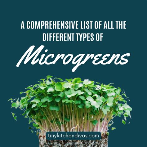 Microgreens Have Gained Popularity Since Their Introduction To Californian Restaurants In The