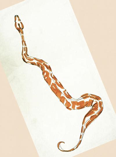 Python Regius By Cassie F On Deviantart