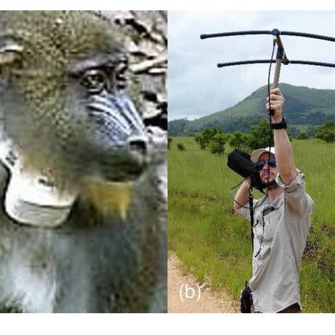 Pdf An Analysis Of Triangulation Techniques For Radio Telemetry