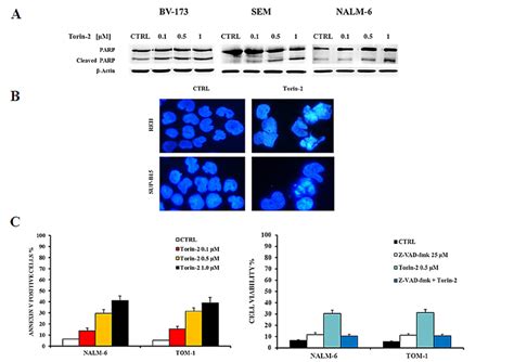 Torin 2 Induces Apoptosis A Western Blot Analysis Documenting A