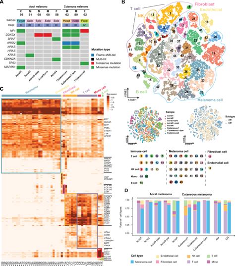 单细胞分析揭示肢端黑色素瘤的肿瘤异质性和免疫环境 Nature Communications X Mol