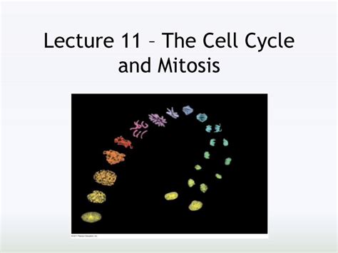 PDF Lecture 11 The Cell Cycle And Mitosisfacweb Northseattle Edu Lizthomas Lecture 11 Pdf
