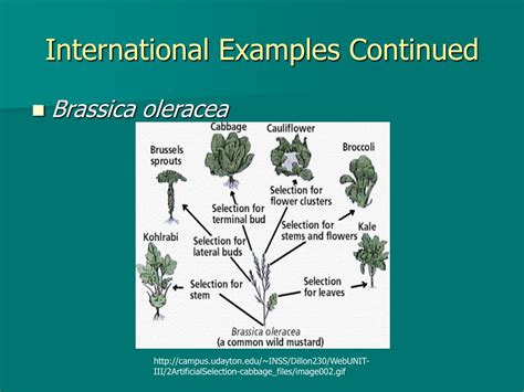 Ppt Artificial Selection Powerpoint Presentation Free Download Id