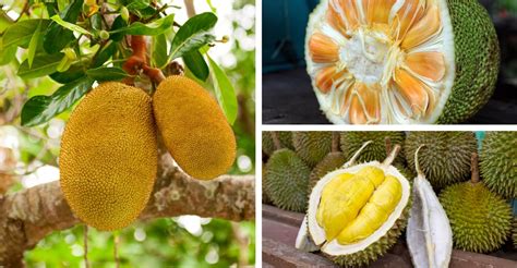 Jackfruit Vs Durian Everything You Need To Know With Pictures