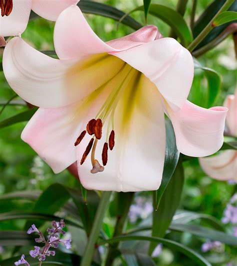 Buy Eastern Moon Bulbs Online - Lilies, Oriental Trumpet Lilies, Spring ...