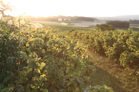 Maison Lejay Lagoute Créateur De La Crème De Cassis En 1841