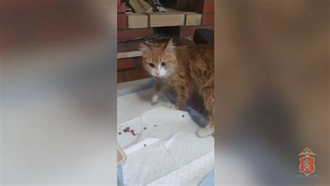 Сибиряк выбросивший с девятого этажа пять кошек отправится в психбольницу