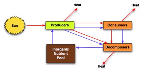 Energy Flow In Ecosystem Diagram Energy Flow In An Ecosystem