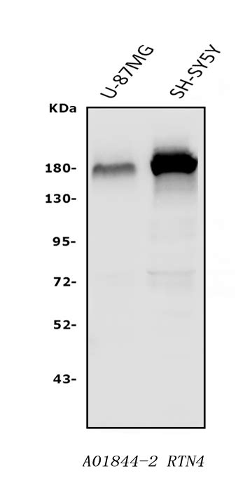 Anti Nogo A Rtn4 Antibody Picoband™ Bosterbio