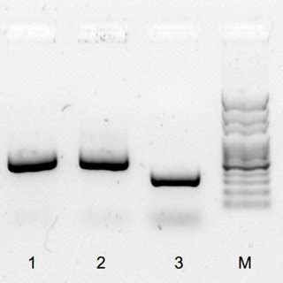 PCR Sex Determination For Red Phalaropes At Igloolik Nunavut Canada Download Scientific