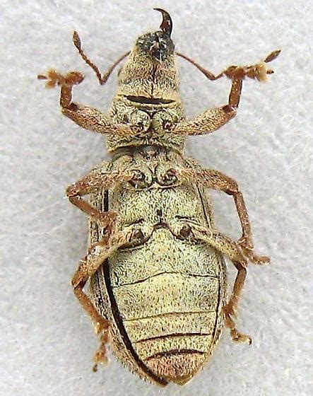 Pineneedle Weevil Pachyrhinus Californicus Bugguidenet