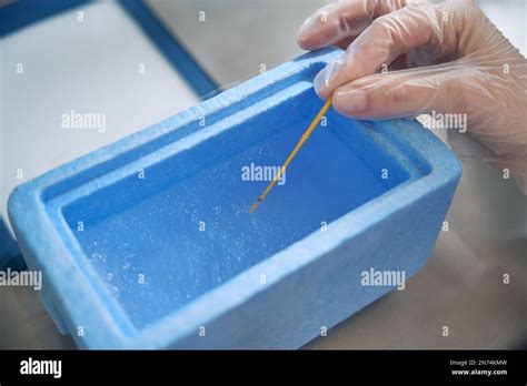Woman Embryologist Places A Straw With An Embryo In Cuvette Stock Photo Alamy