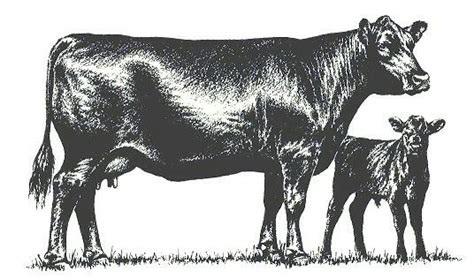 7 Angus Prints Ideas In 2025 Cow Drawing Cow Art Cow Sketch