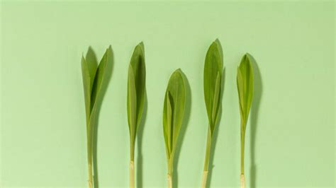 How To Grow Corn Microgreens In 6 Easy Steps