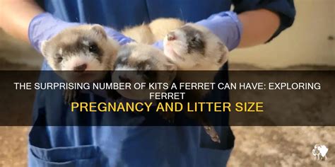The Surprising Number Of Kits A Ferret Can Have Exploring Ferret Pregnancy And Litter Size