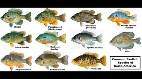 Panfish Identification