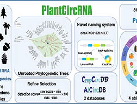 Rice Expression Database Red An Integrated Rna Seq Derived Gene Expression Database For Rice