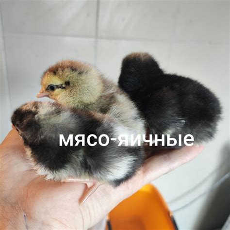 Цыплята несушки купить в Новосибирске цена 110 руб дата размещения 15 04 2025 Птицы
