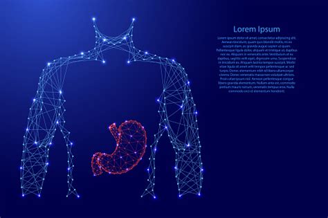 위장은 인체에 인간의 몸통 미래다각형 폴리와 레드 라인에서 해부학 소화 기및 배너 포스터 인사말 카드에 대한 빛나는 별입니다 벡터 그림입니다 벡터에 대한 스톡 벡터 아트 및