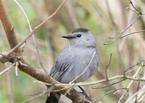 Cute Gray Catbird On A Branch In A Blur Stock Image Image Of Nature