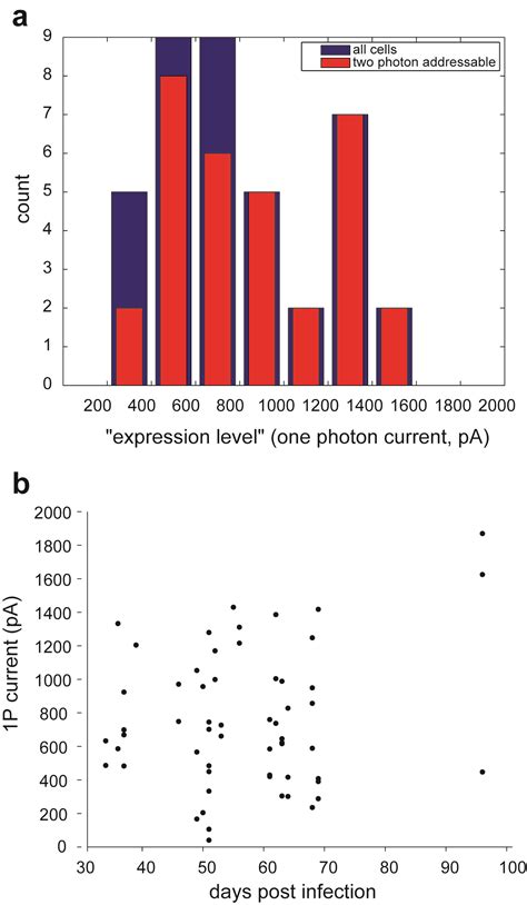 Two Photon Optogenetics Of Dendritic Spines And Neural Circuits Abstract Europe Pmc