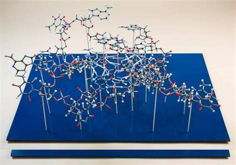 Quadruplex Dna