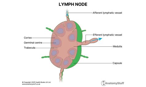 Lymphatic System Medical School Revision Anatomystuff
