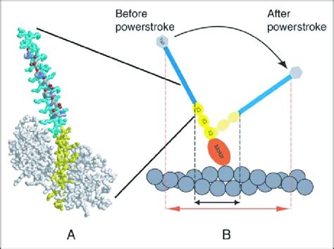 Function Of The Predicted Coiled Coil Domain As Part Of The Myosin 10