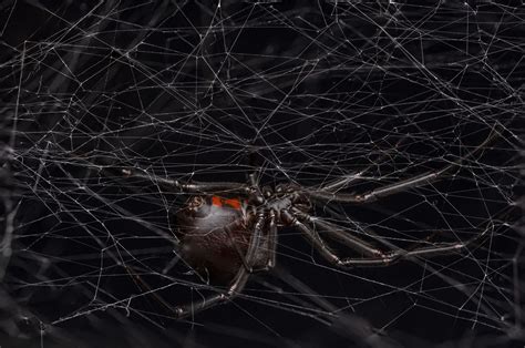 Black Widow Spider Mating Facts