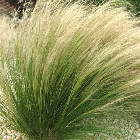 Stipa Pony Tails Mexican Feather Grass Gardeners Dream